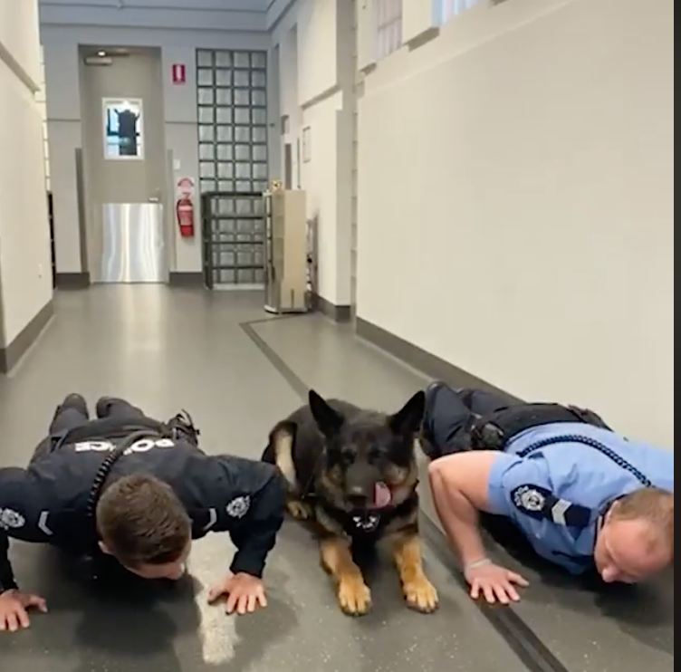 SEE IT NOW: K-9 SHOWS COPS HOW ITS DONE! – Crime Online