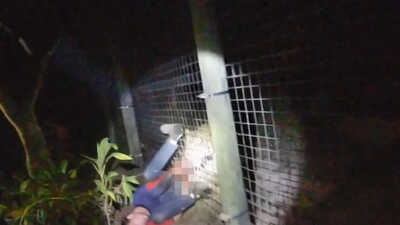 VIDEO: Zoo Worker Mauled by Tiger May Be Charged for Scaling Fence ...
