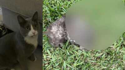 Graphic: 2 House Cats Found Chopped in Half in Neighborhood – Crime Online
